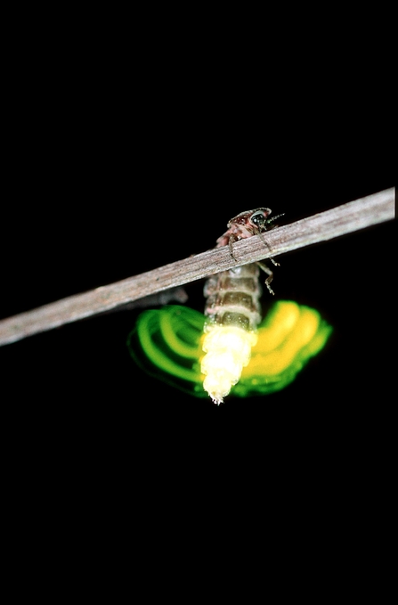 firefly insect uk