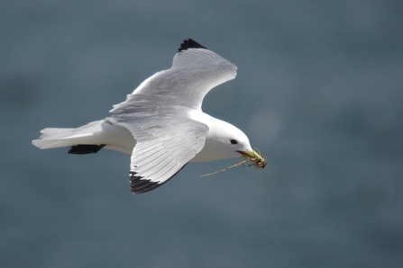 Identify gulls | The Wildlife Trusts