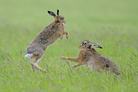 Mad as a march hare | The Wildlife Trusts