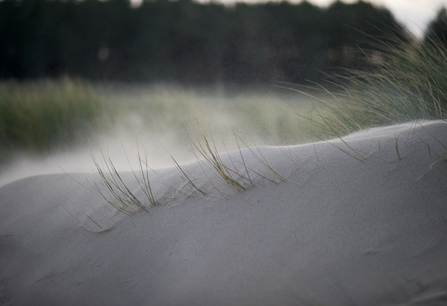 Sand dunes | The Wildlife Trusts