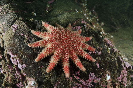 Southern North Sea Marine Conservation Zones | The Wildlife Trusts
