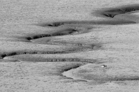 Dead in the water | The Wildlife Trusts