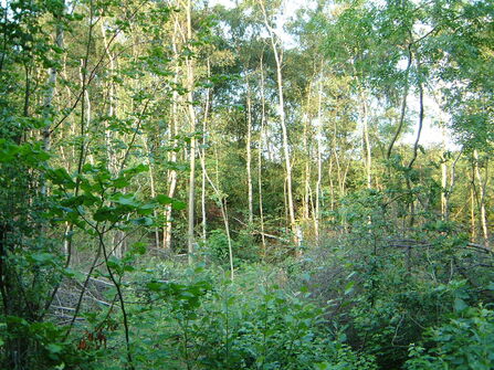How to manage a woodland for wildlife | The Wildlife Trusts