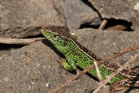 Sand lizard | The Wildlife Trusts