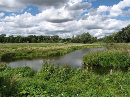 Adopt a tree or habitat | The Wildlife Trusts
