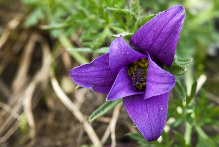 Pasque flowers | The Wildlife Trusts