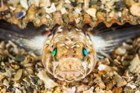 Southern North Sea Marine Conservation Zones | The Wildlife Trusts