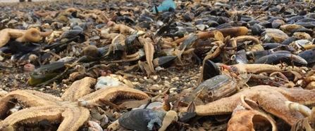 Mass marine death along North Sea coast | The Wildlife Trusts