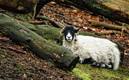 Adopt a grazing animal | The Wildlife Trusts