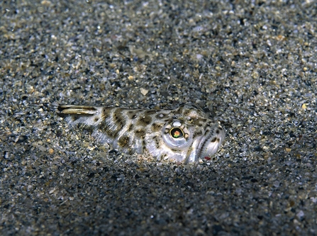 Eastern Channel Marine Conservation Zones | The Wildlife Trusts