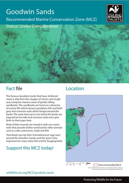 Eastern Channel Marine Conservation Zones | The Wildlife Trusts