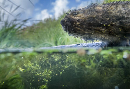 Save the Gwent Levels | The Wildlife Trusts