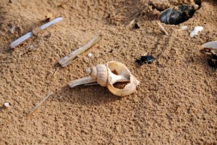 5 things you will have spotted on the beach | The Wildlife Trusts