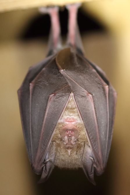 Greater horseshoe bat | The Wildlife Trusts