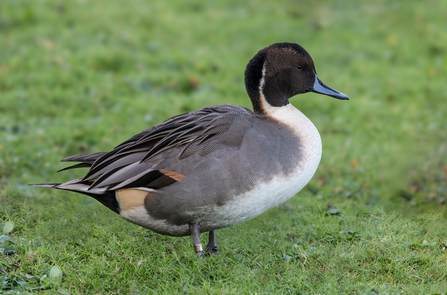 How to identify dabbling ducks | The Wildlife Trusts