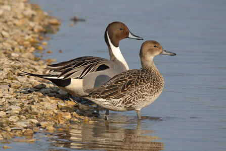 How to identify dabbling ducks | The Wildlife Trusts