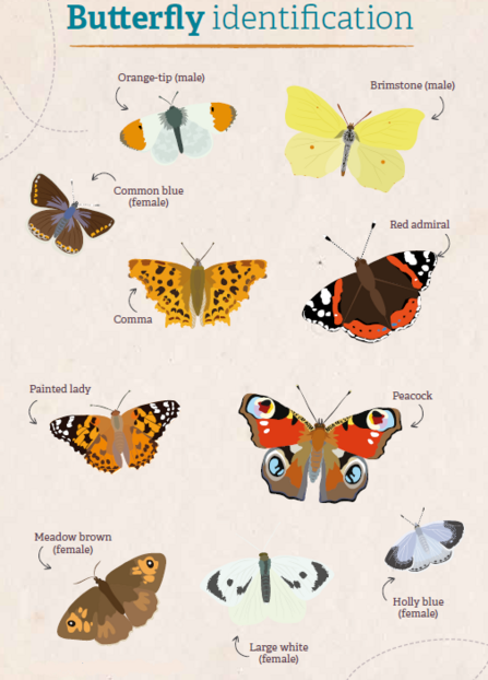 Identify British butterflies | The Wildlife Trusts