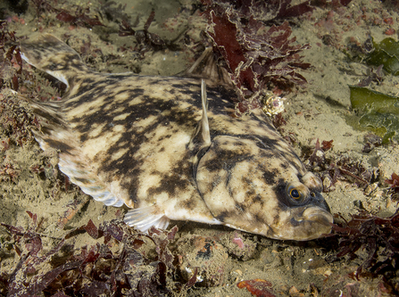 European flounder | The Wildlife Trusts