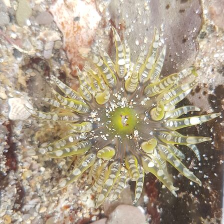 Gem (or wartlet) anemone | The Wildlife Trusts