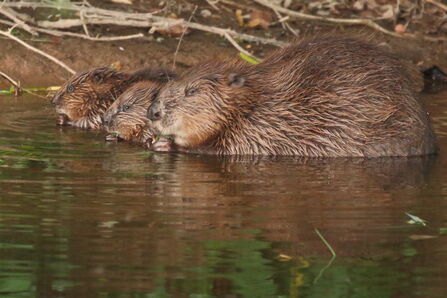 Adopt a beaver | The Wildlife Trusts