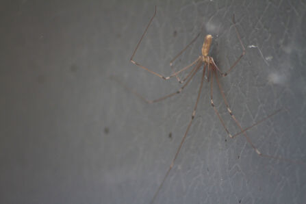 Living with spiders | The Wildlife Trusts