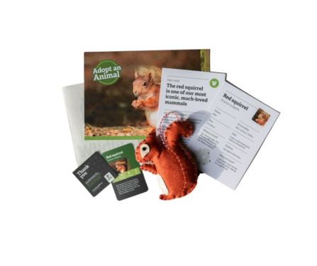 Adopt a red squirrel | The Wildlife Trusts