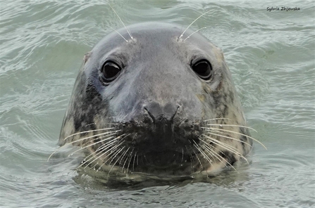 Grey seals | The Wildlife Trusts