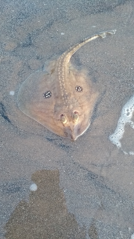 Cuckoo ray | The Wildlife Trusts