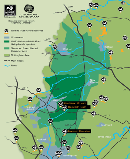 Shaping the future of Sherwood Forest in Nottinghamshire | The Wildlife ...