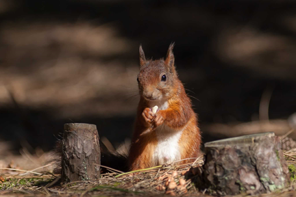 Mid Wales Red Squirrel Partnership | The Wildlife Trusts