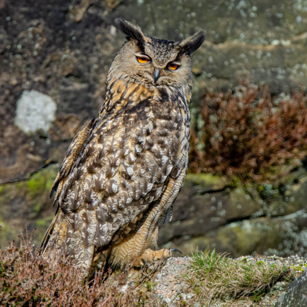 How to identify owls | The Wildlife Trusts