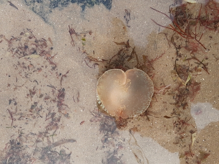 Tales of whales and Wally, orca and oyster, and world’s largest flapper ...