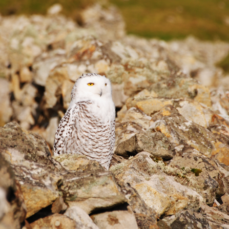 How to identify owls | The Wildlife Trusts