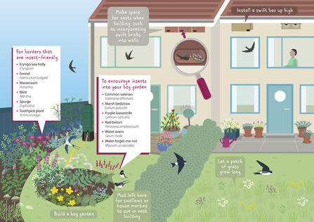 Act swiftly! Public asked to help endangered high-flying birds | The ...
