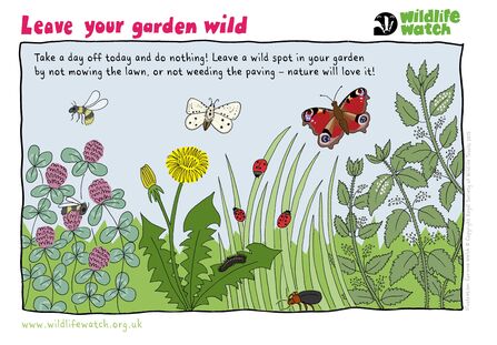 How to grow a wild patch or mini meadow | The Wildlife Trusts