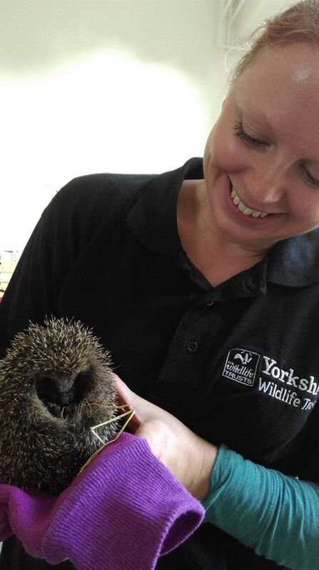 Celebrating Green Careers Week! | The Wildlife Trusts