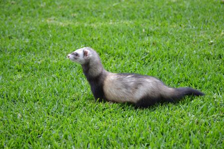 Marvellous mustelids | The Wildlife Trusts
