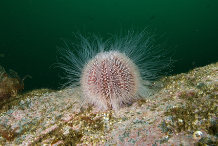 Identify sea urchins | The Wildlife Trusts