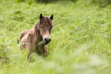 Large herbivores | The Wildlife Trusts