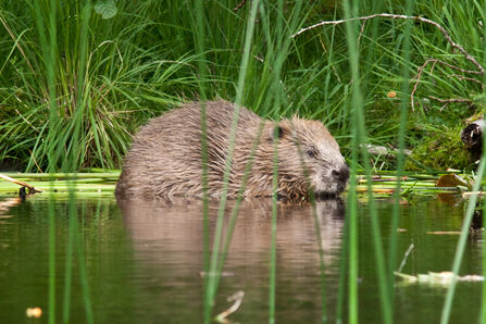 Adopt a beaver | The Wildlife Trusts