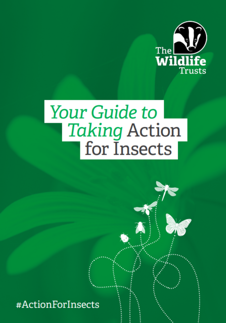 Take Action for Insects | The Wildlife Trusts
