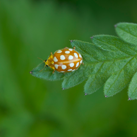 Lovely ladybirds | The Wildlife Trusts
