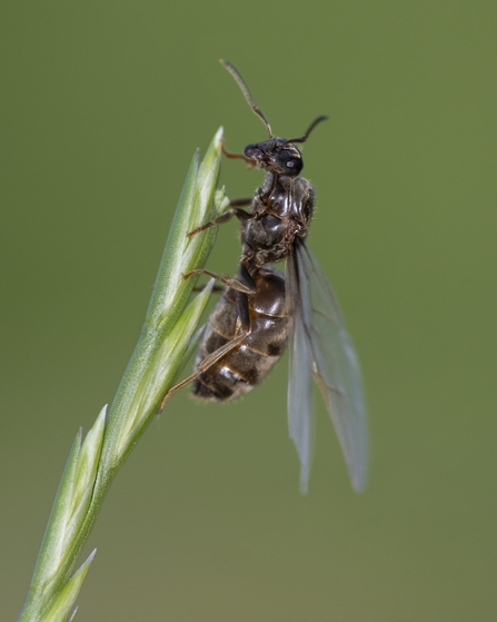 Fascinating flying ants | The Wildlife Trusts