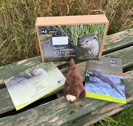 Adopt an otter | The Wildlife Trusts