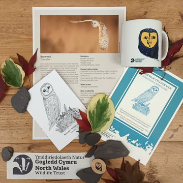 Adopt an owl | The Wildlife Trusts
