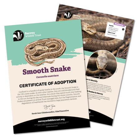Adopt a reptile | The Wildlife Trusts