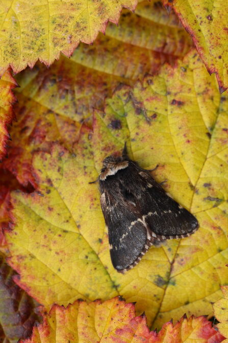 Taking wing in winter | The Wildlife Trusts