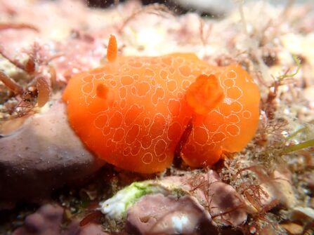 The Wildlife Trusts’ 2025 marine review | The Wildlife Trusts