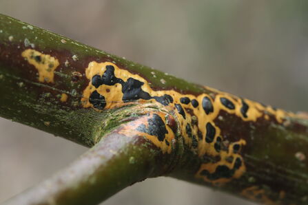 ‘Plenty of cause for hope’ as nature has ‘bumper year’ on Wildlife ...