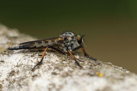 Pretty fly | The Wildlife Trusts